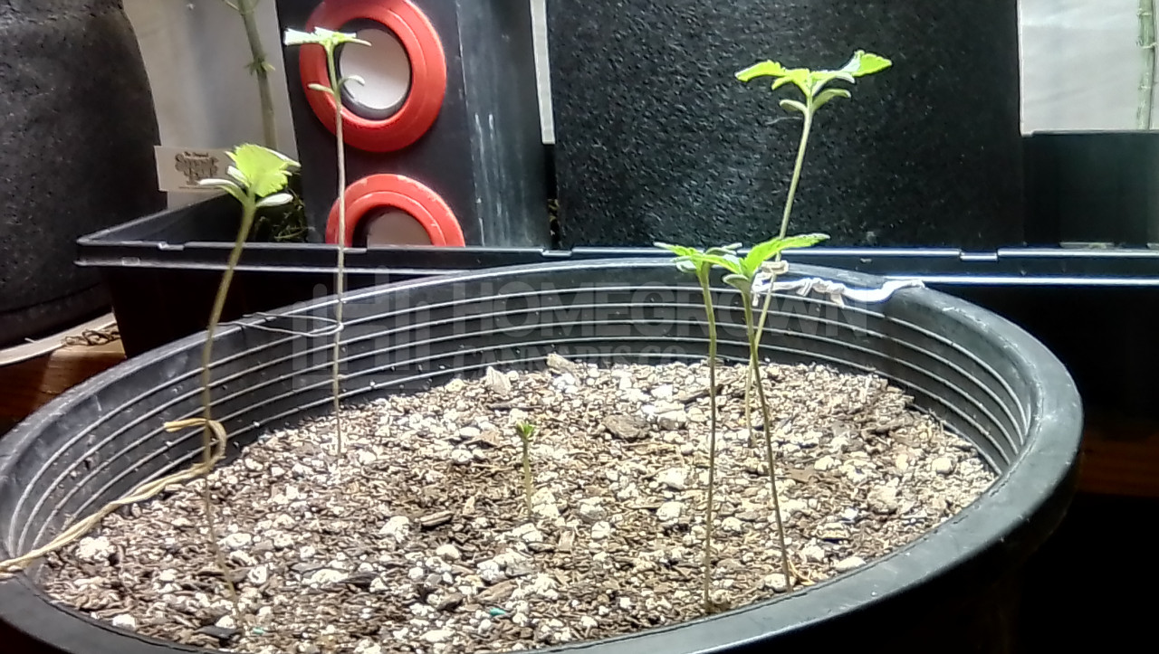 Lowryder Autoflower Cannabis Seeds week 2 grow journal by corneliusc ...