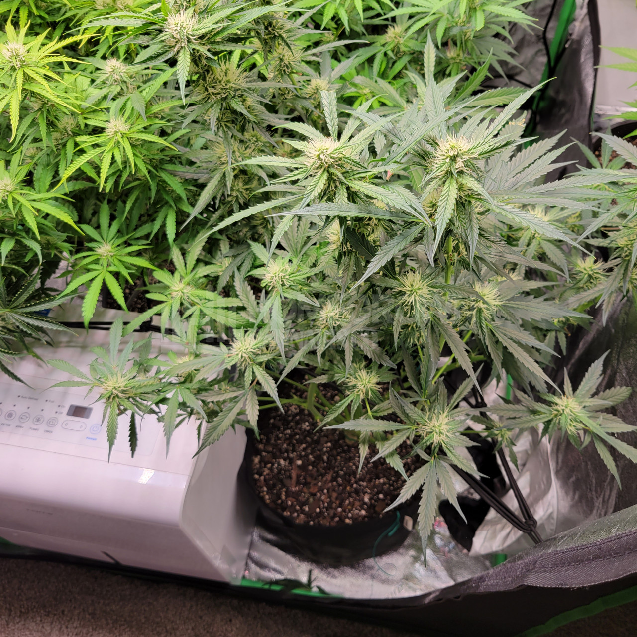 Gelato Autoflower Cannabis Seeds week 7 grow journal by Dominic_biggs ...