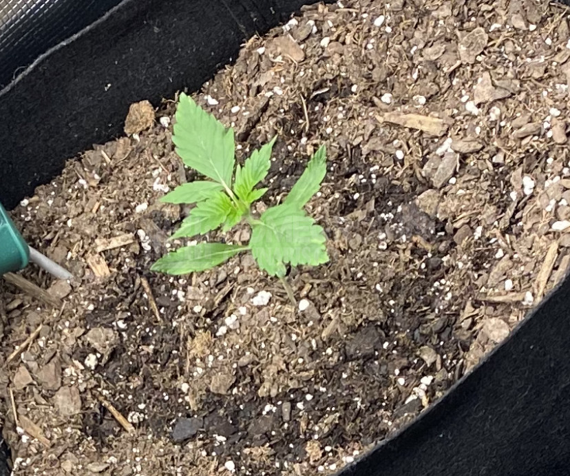 White Widow Autoflower Cannabis Seeds week 4 grow journal by farmerkyle ...