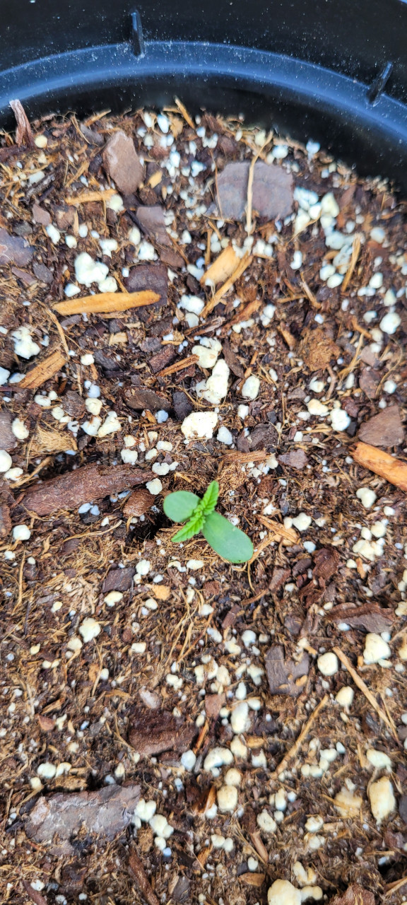 Devil XXL Autoflower Cannabis Seeds week 2 grow journal by madamg ...