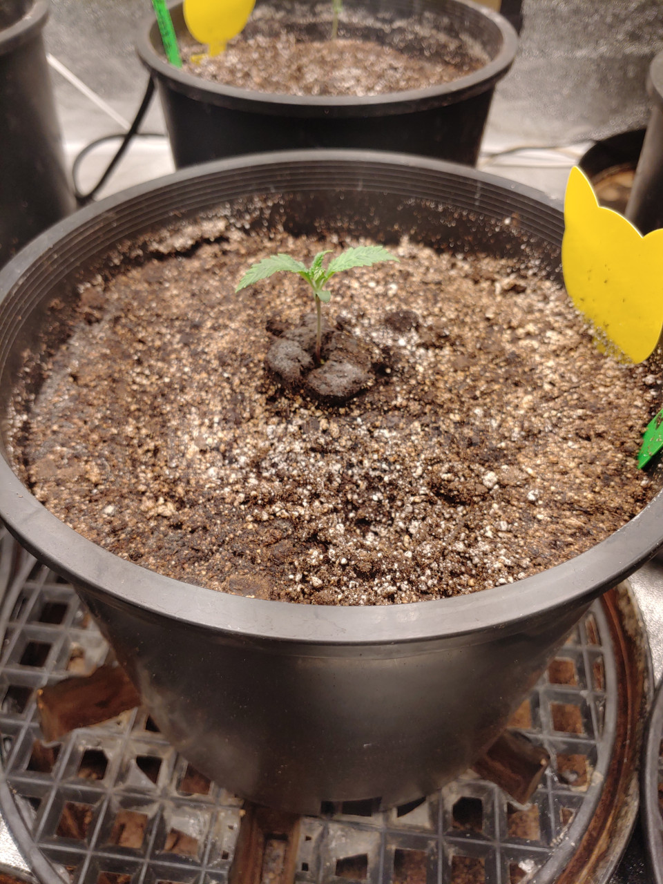 Runtz Autoflower Cannabis Seeds week 3 grow journal by jimig1974 ...