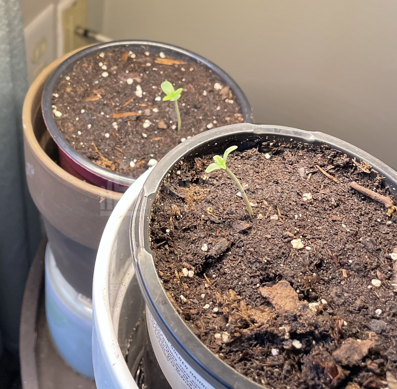 Gelato Autoflower Cannabis Seeds week 2 grow journal by semore914 - C4 ...