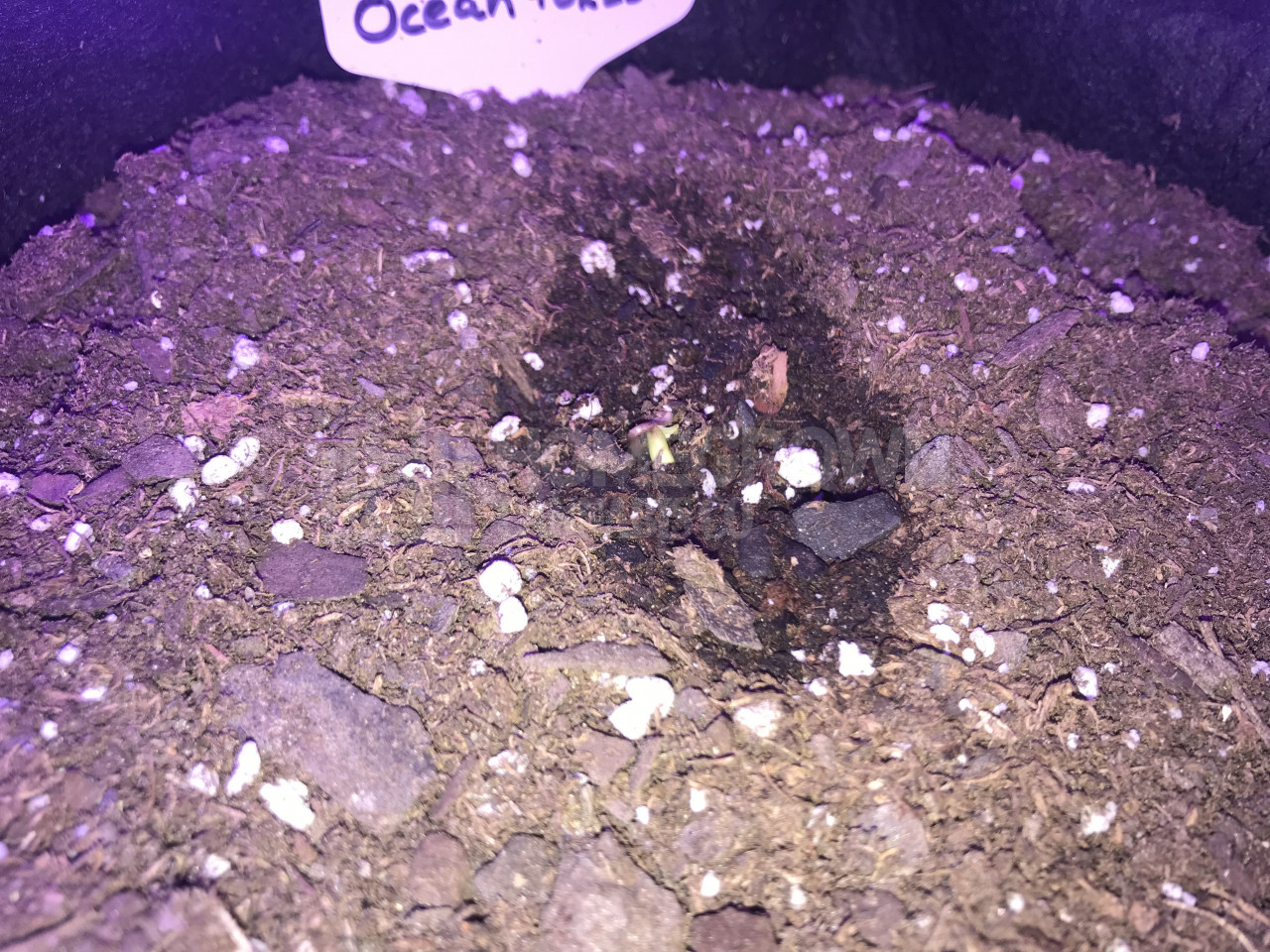 LSD Autoflower Cannabis Seeds week 1 grow journal by colby-henson - LSD ...