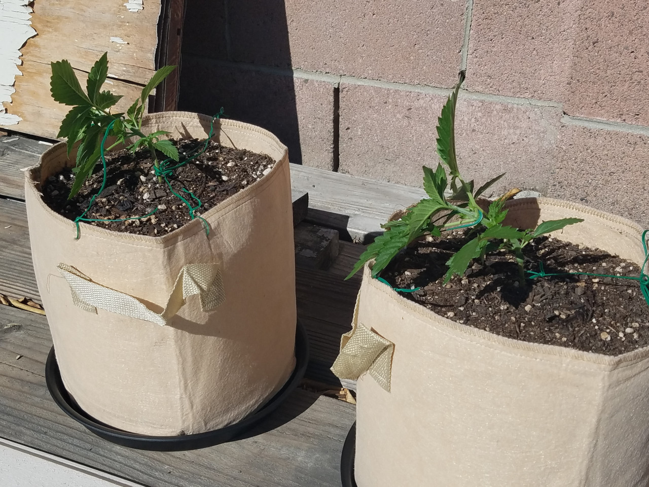 Blueberry Autoflower Cannabis Seeds week 3 grow journal by random ...