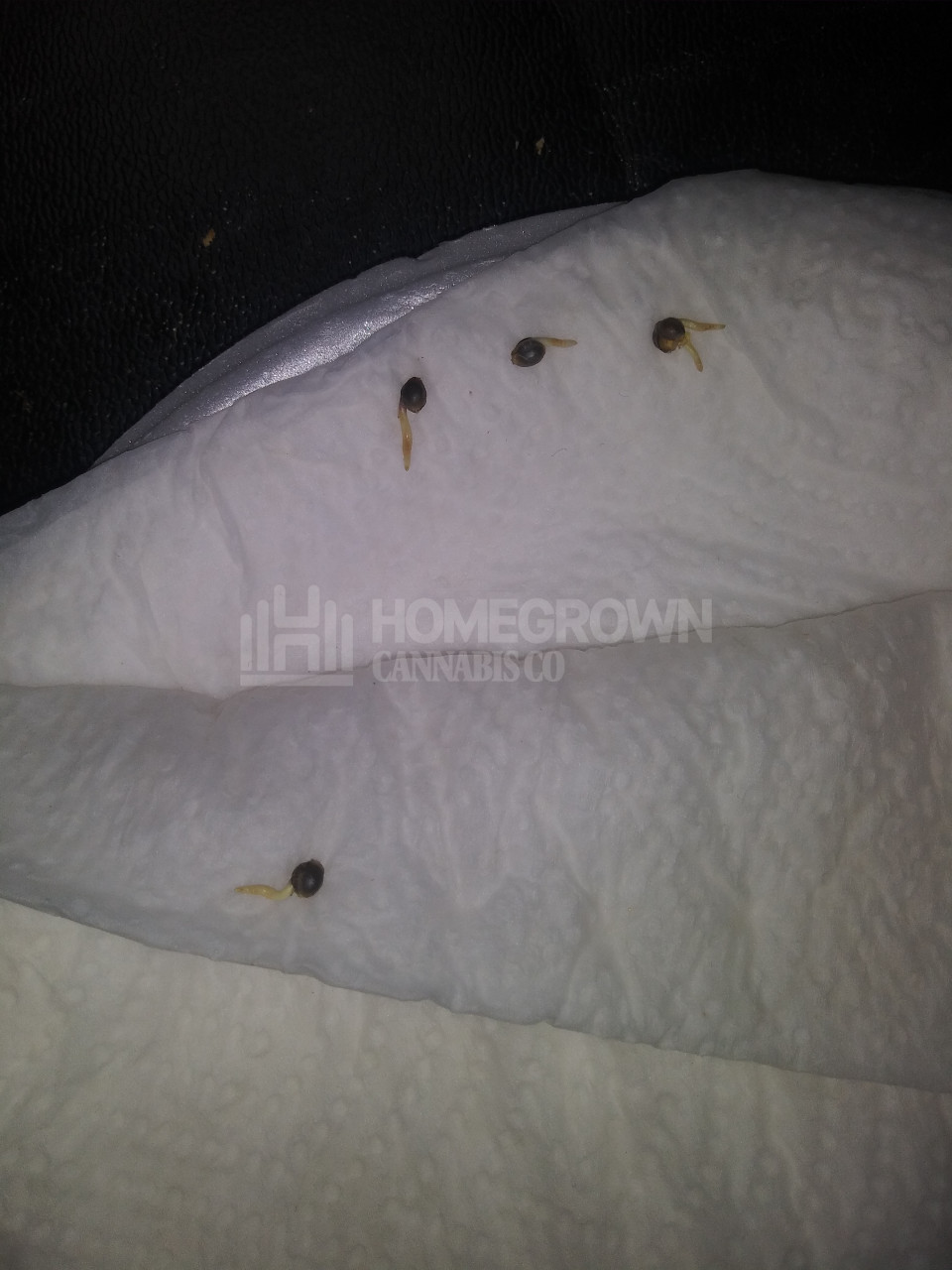 Blue Amnesia Autoflower Cannabis Seeds week 1 grow journal by ...