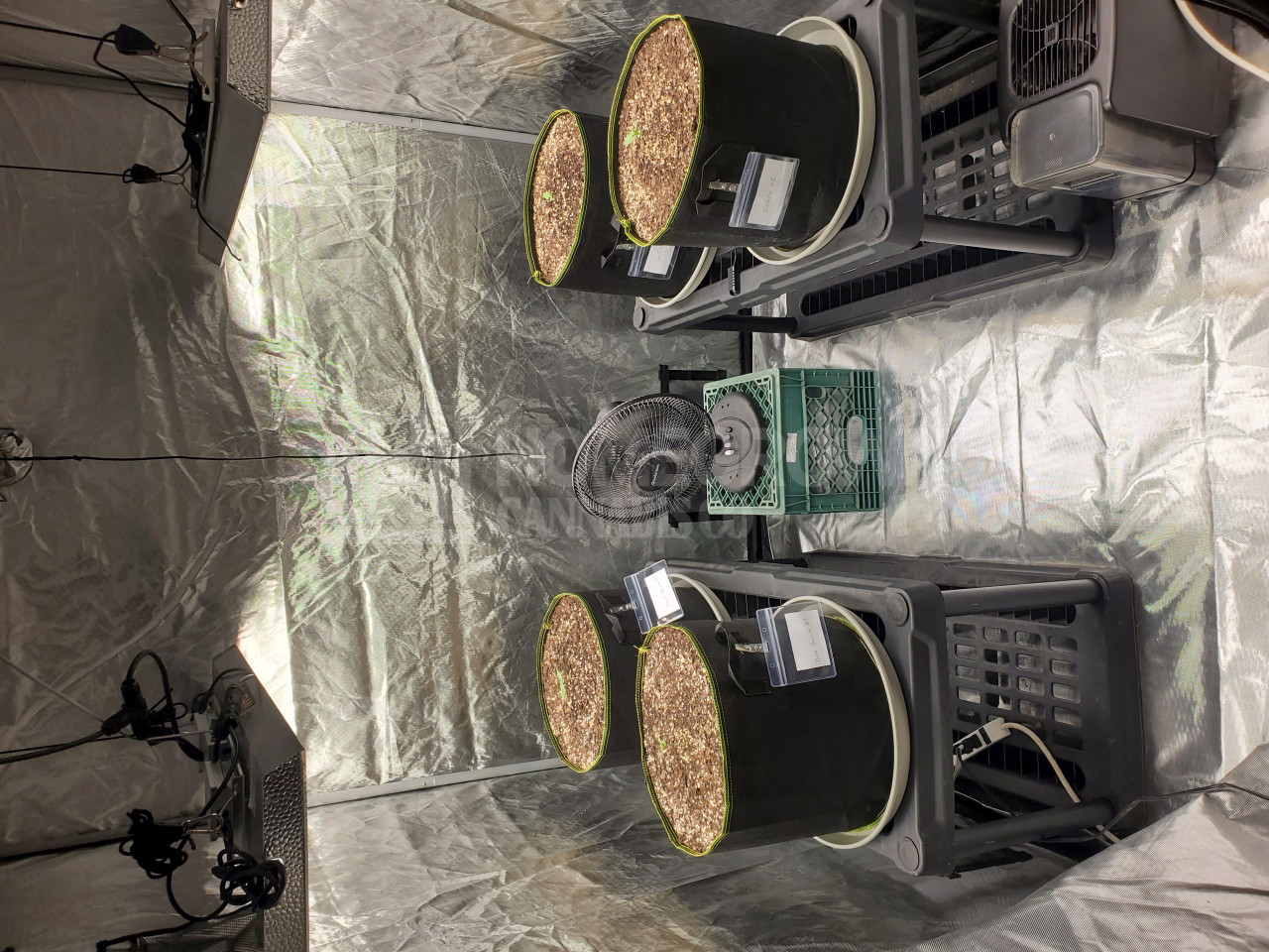 Gelato Autoflower Cannabis Seeds week 3 grow journal by turnandburn ...