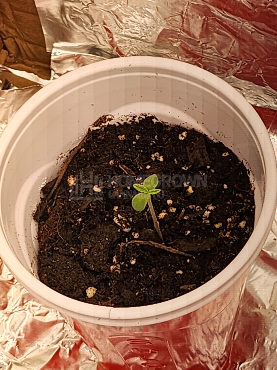 AK-47 Fast Version Cannabis Seeds week 2 grow journal by overkill - Ak ...