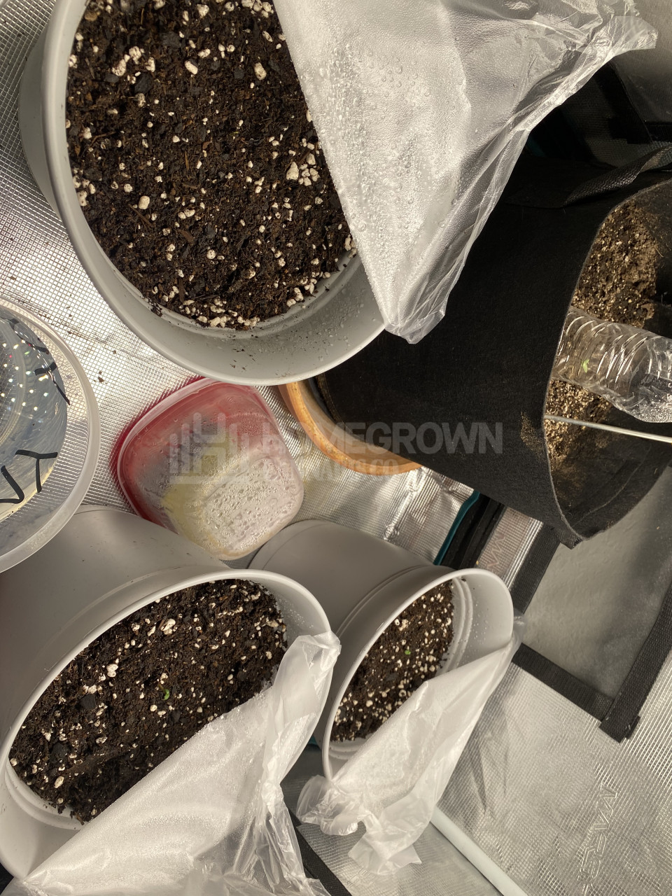 Runtz Feminized Cannabis Seeds week 1 grow journal by Ka_boom - White ...
