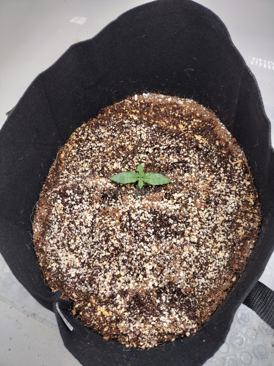 Diesel Autoflower Cannabis Seeds week 1 grow journal by lkerr406 ...