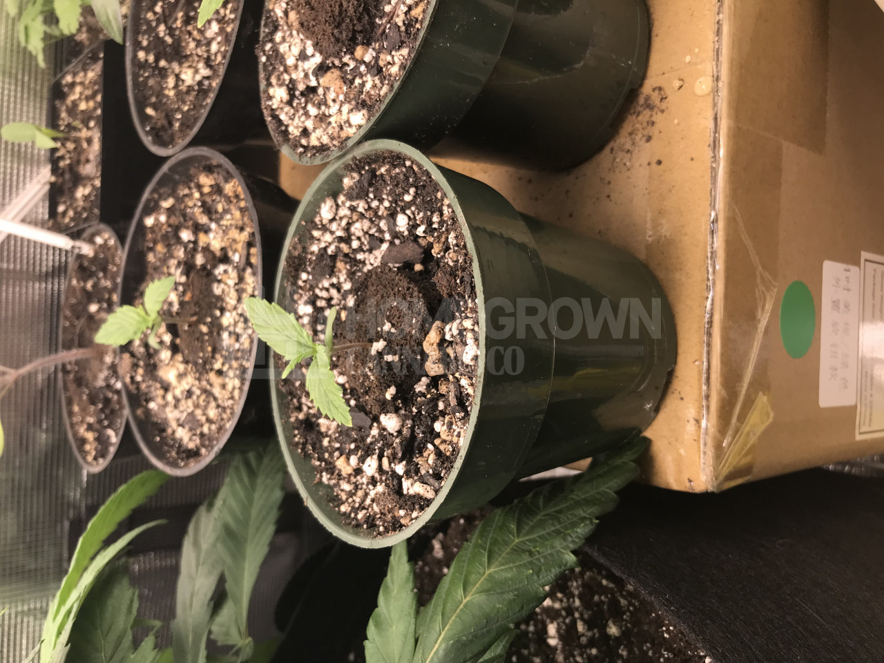 Northern Lights Autoflower Cannabis Seeds week 2 grow journal by ...