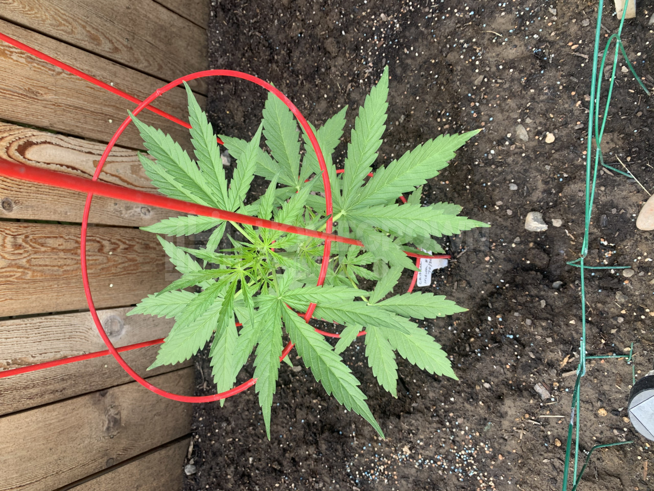 AK-47 Autoflower Cannabis Seeds week 5 grow journal by happydad7718 ...