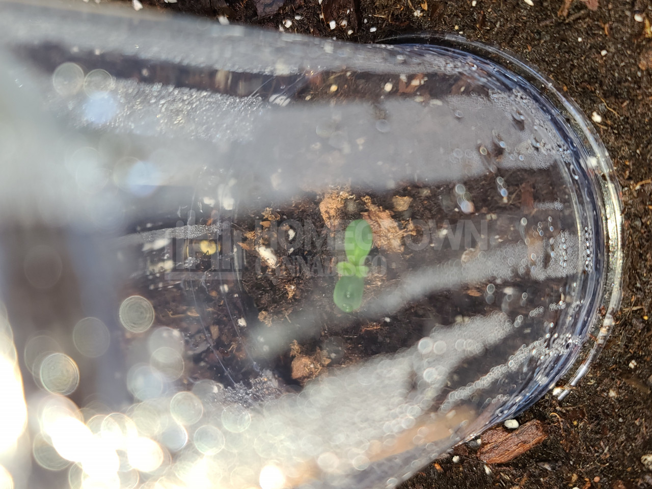 Super Skunk Autoflower Cannabis Seeds week 1 grow journal by chicago ...