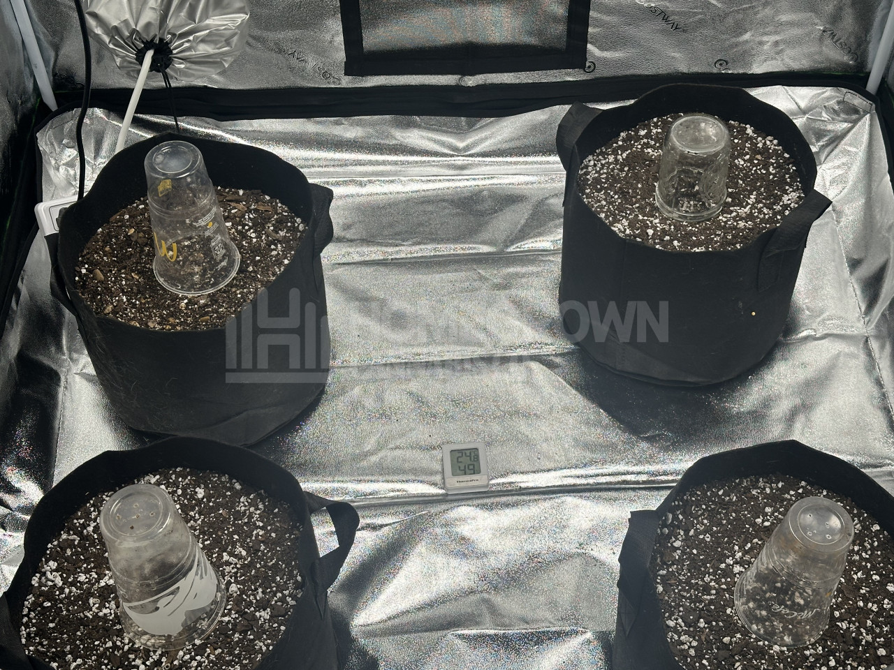 Pine Autoflower Cannabis Seeds week 1 grow journal by Ashtray - pine ...