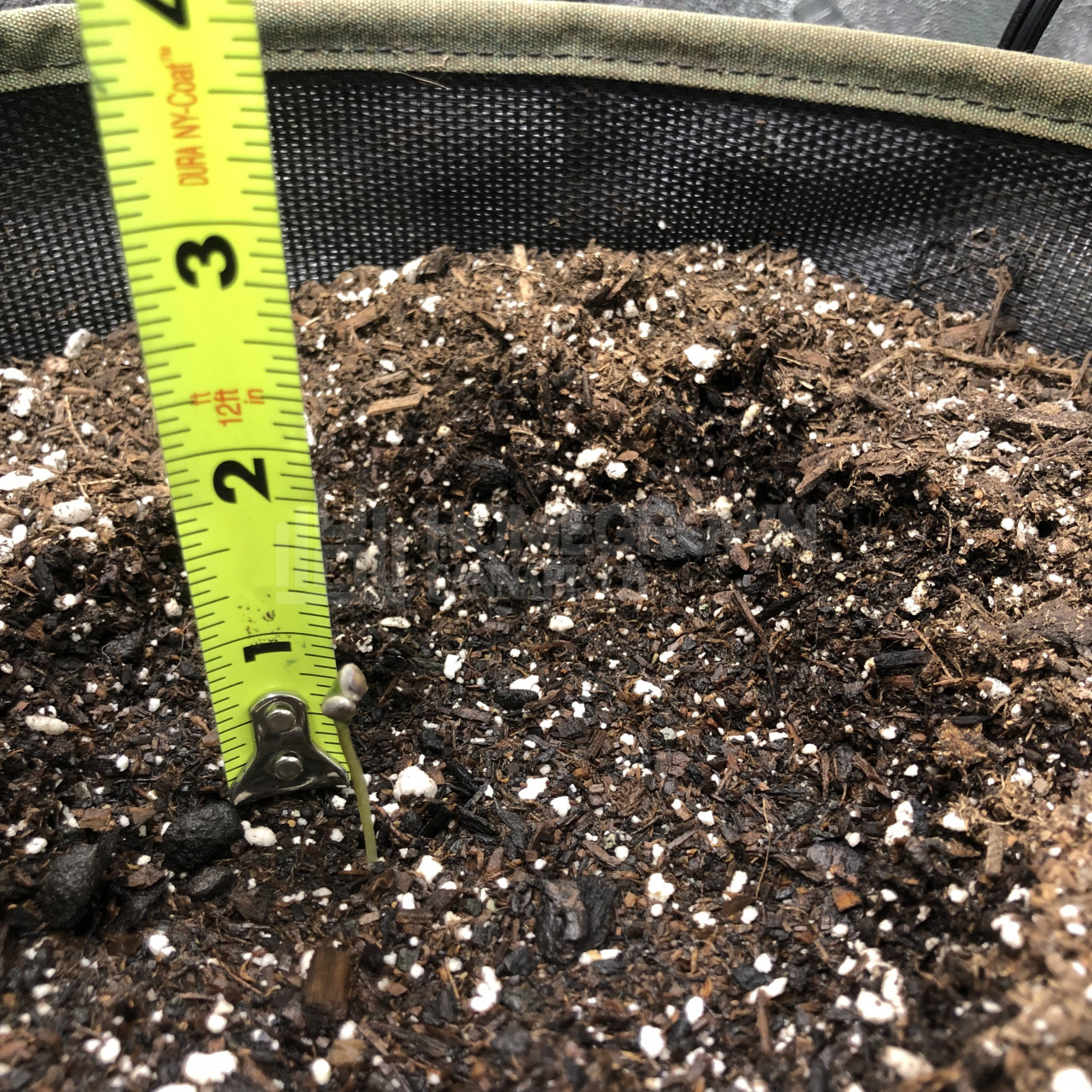 Pine Autoflower Cannabis Seeds week 1 grow journal by mattster - Pine ...