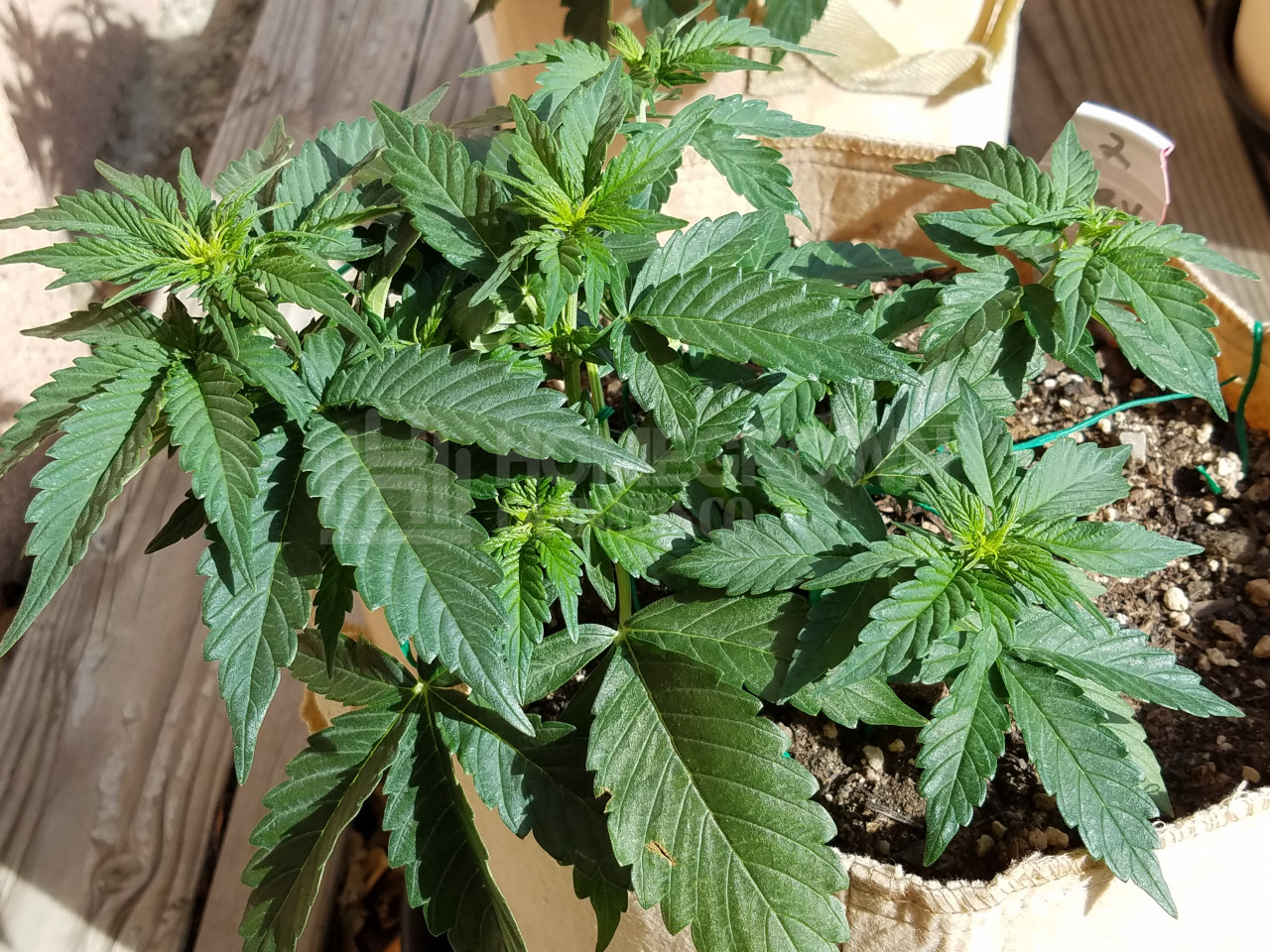 Blueberry Autoflower Cannabis Seeds week 5 grow journal by random ...