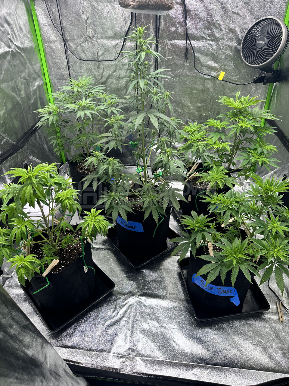 Bruce Banner Autoflower Cannabis Seeds week 4 grow journal by miken ...