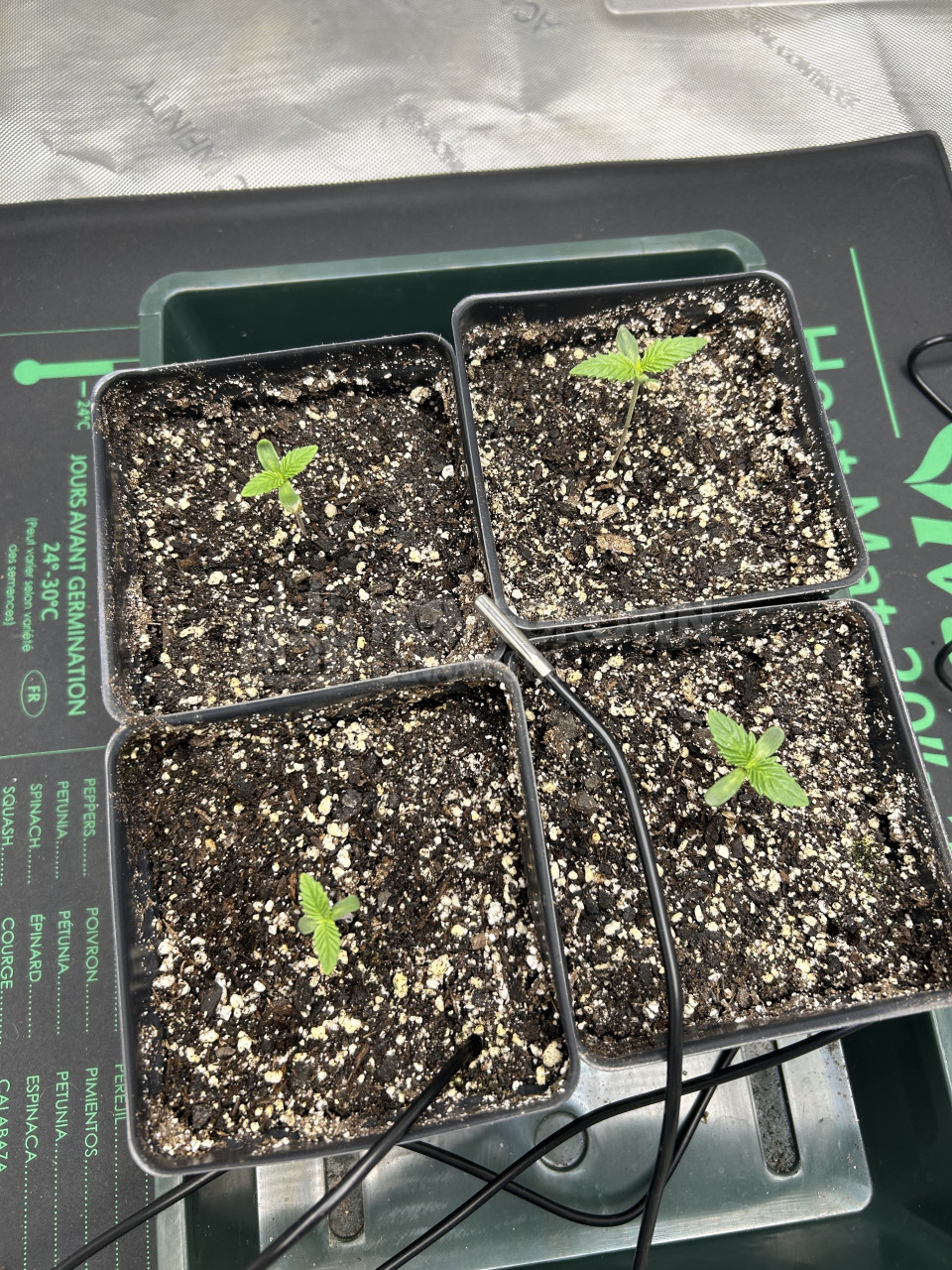 Larry Bird Feminized Cannabis Seeds week 1 grow journal by growdrew42 ...