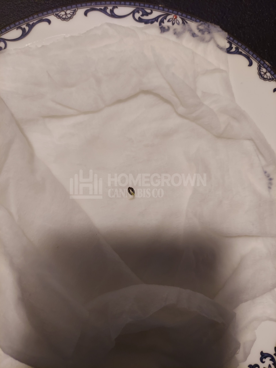 Pineapple Autoflower Cannabis Seeds week 1 grow journal by canna5181 ...