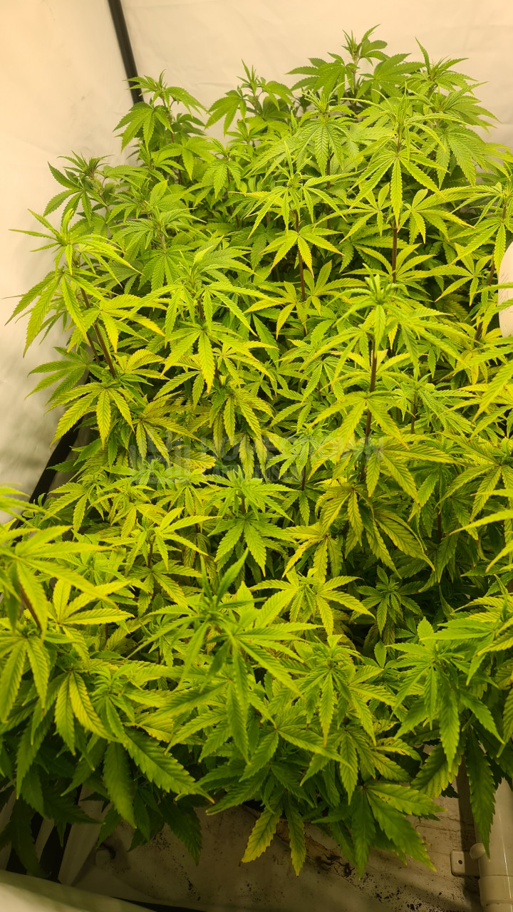 Chemdawg #4 Feminized Cannabis Seeds week 10 grow journal by zucky - 4 ...