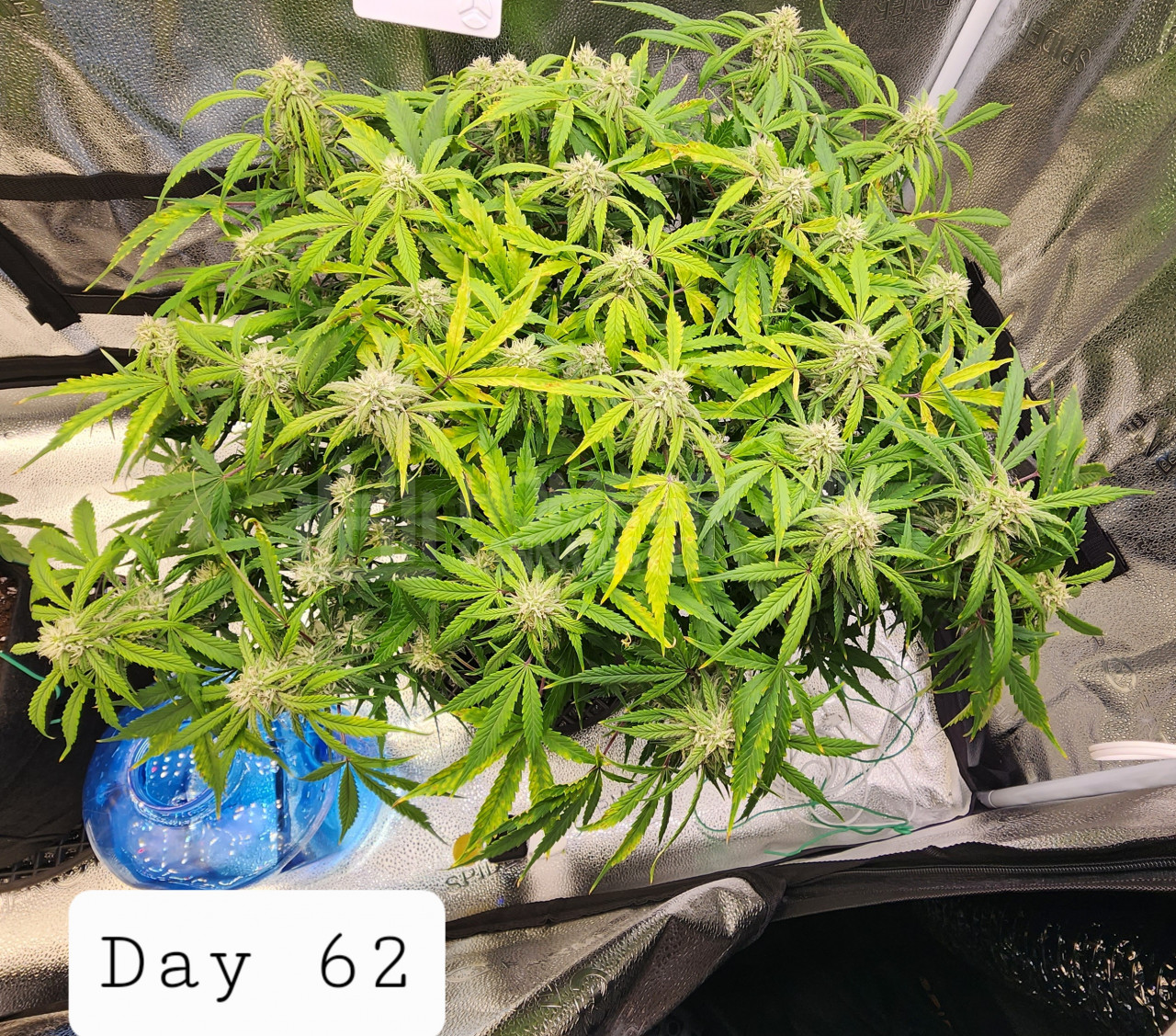 Critical Autoflower Cannabis Seeds week 9 grow journal by ryan757 ...