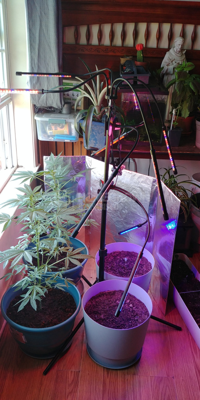 Blue Jack City Auto Cannabis Seeds week 1 grow journal by apartmentfarm ...