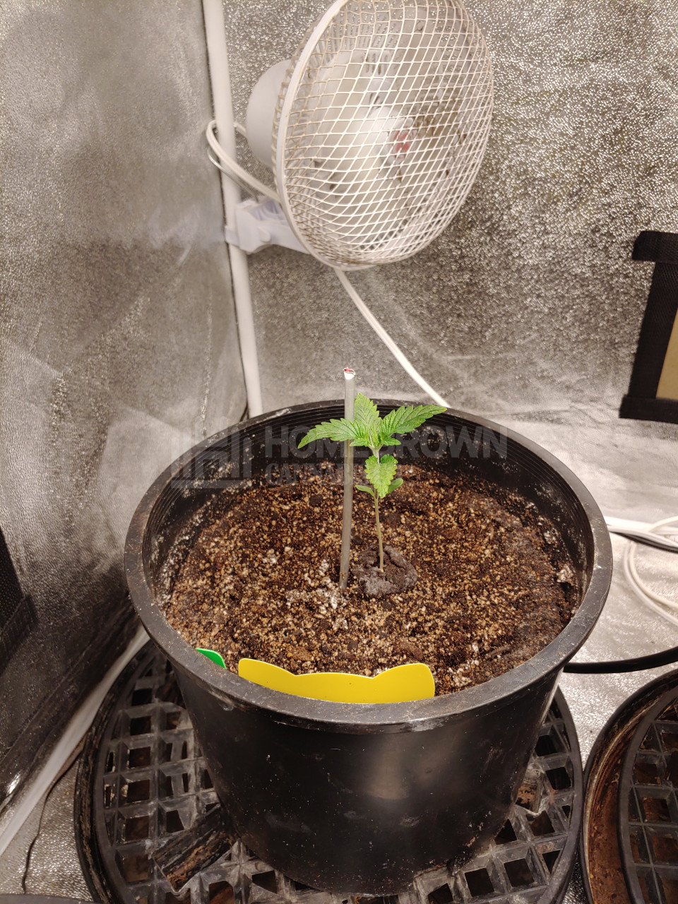 Runtz Autoflower Cannabis Seeds week 3 grow journal by jimig1974 ...