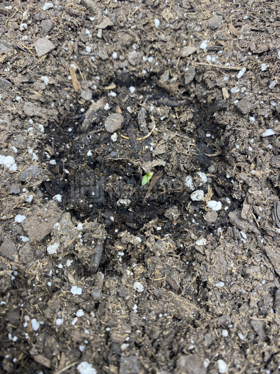 White Widow Autoflower Cannabis Seeds week 1 grow journal by farmerkyle ...