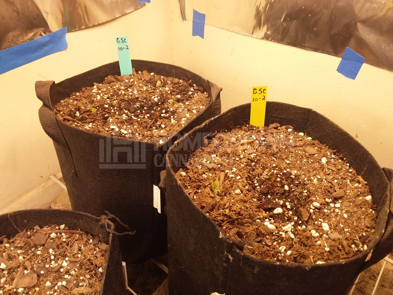 Girl Scout Cookies Autoflower Cannabis Seeds week 1 grow journal by ...