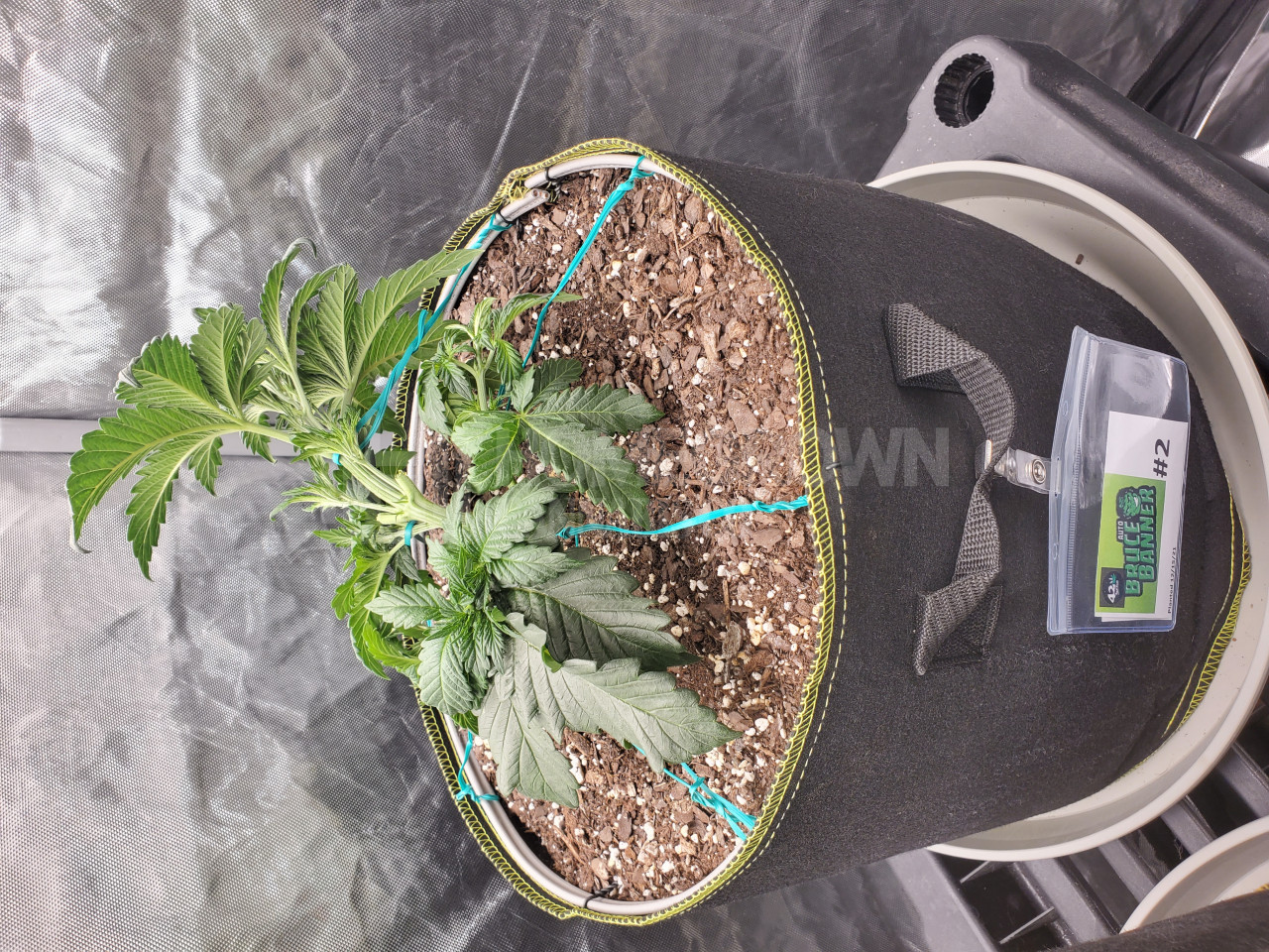 Gelato Autoflower Cannabis Seeds week 5 grow journal by turnandburn ...