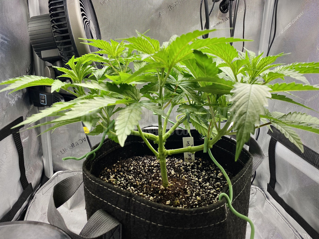 Blue Dream Feminized Cannabis Seeds week 7 grow journal by cdcotton ...