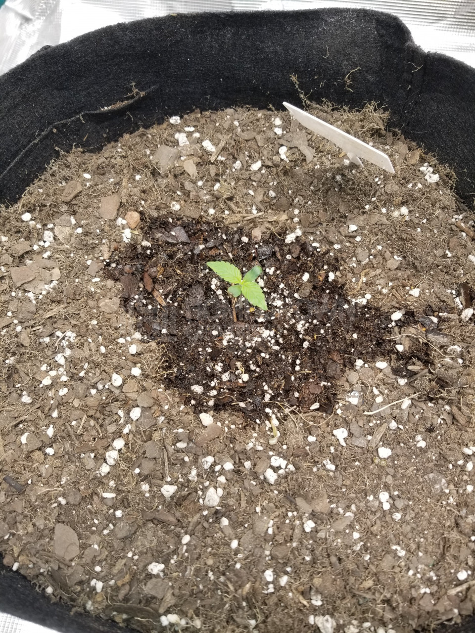 Pure Haze Feminized Cannabis Seeds week 1 grow journal by mcgaffinfarm ...