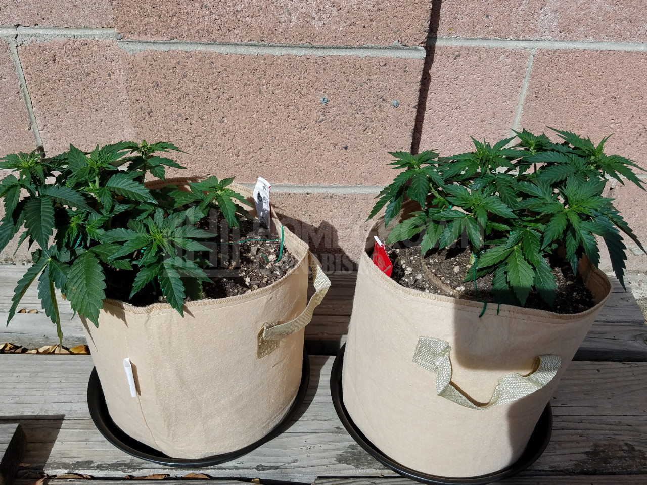 Blueberry Autoflower Cannabis Seeds week 5 grow journal by random ...