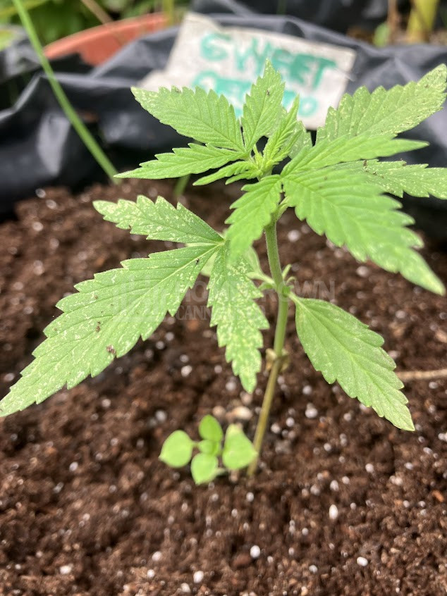 Gelato Autoflower Cannabis Seeds week 5 grow journal by half-shadow ...