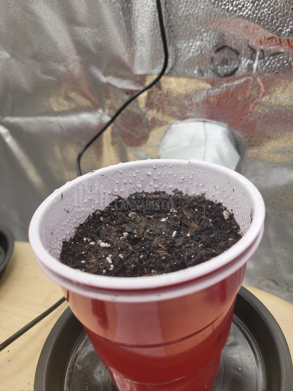 Black Jack Autoflower Cannabis Seeds week 1 grow journal by djp400 ...