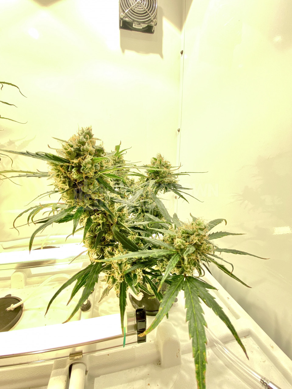 Jack Herer Autoflower Cannabis Seeds week 14 grow journal by dandan ...