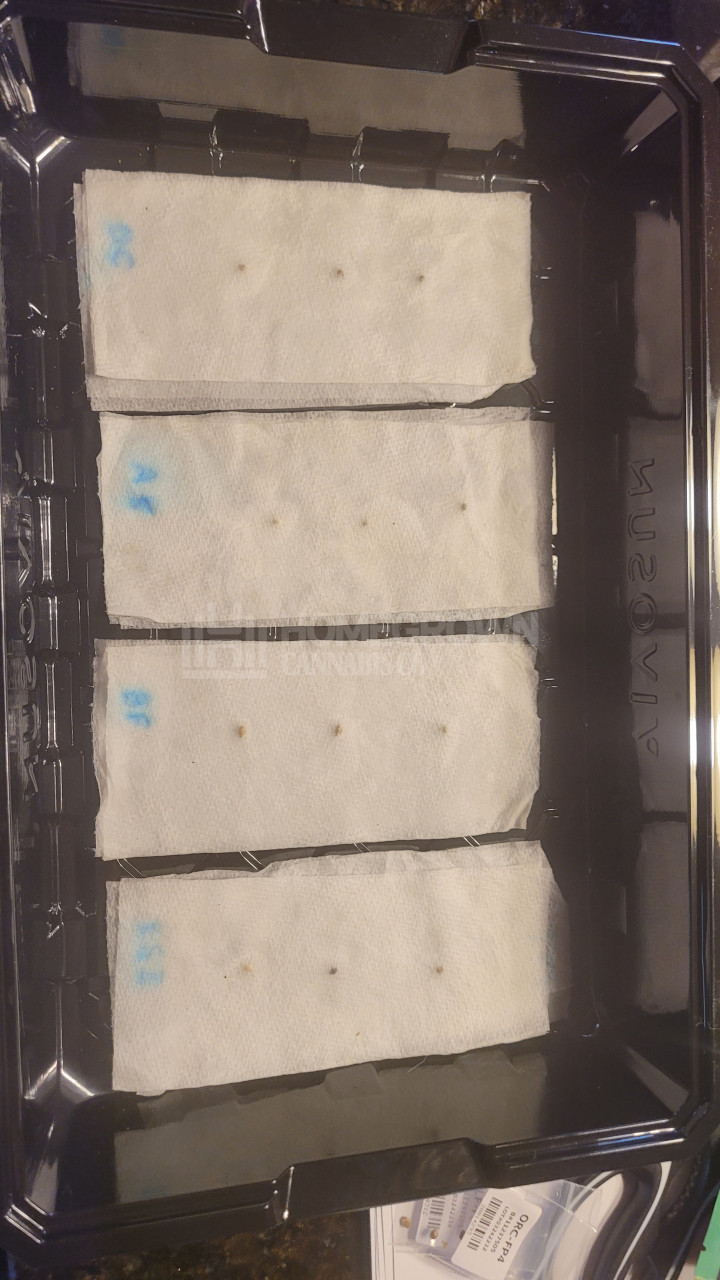 Black Runtz Feminized Cannabis Seeds week 1 grow journal by tenson1 ...