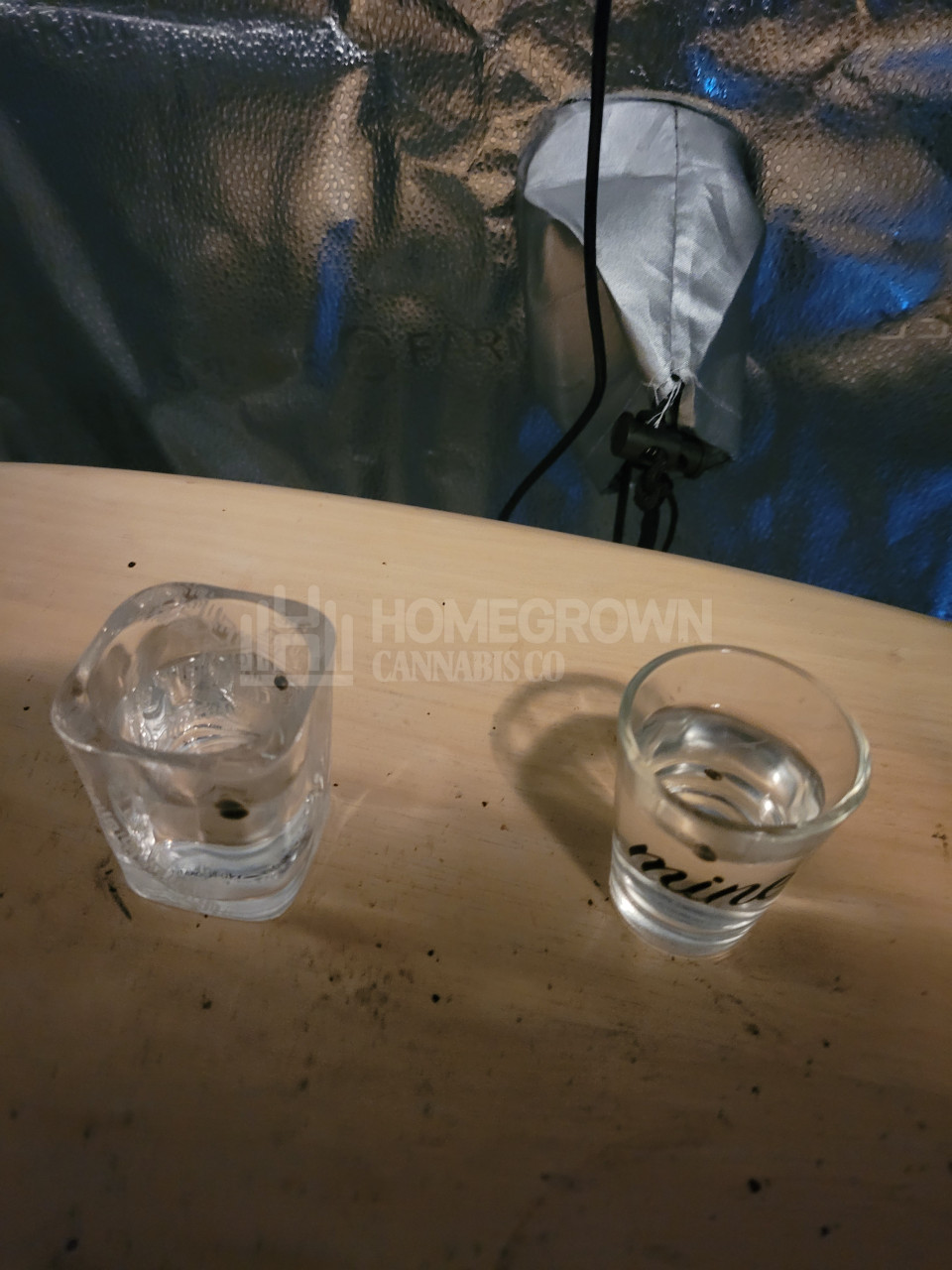 Black Jack Autoflower Cannabis Seeds week 1 grow journal by djp400 ...