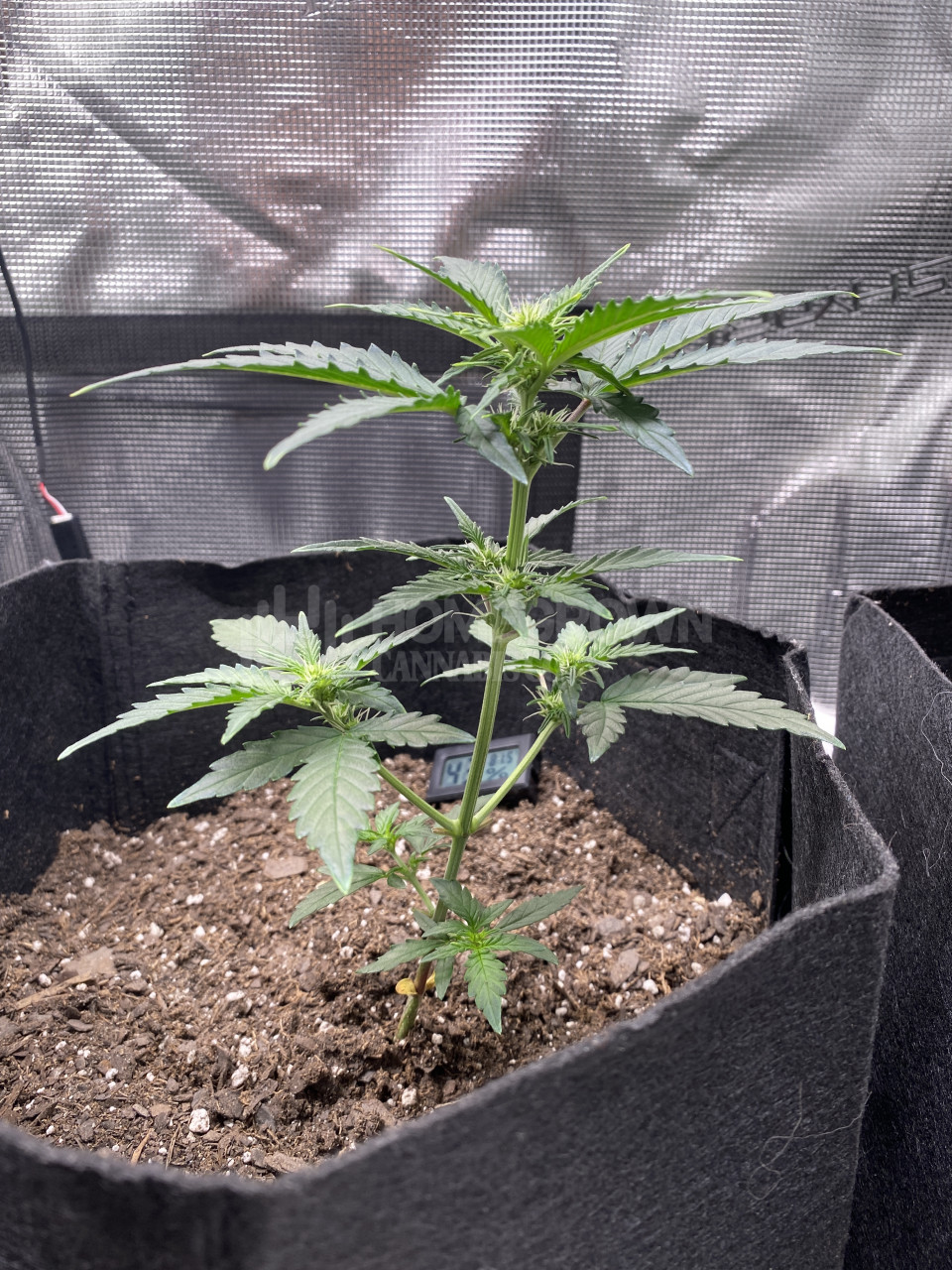 Bruce Banner Autoflower Cannabis Seeds week 5 grow journal by tkell ...