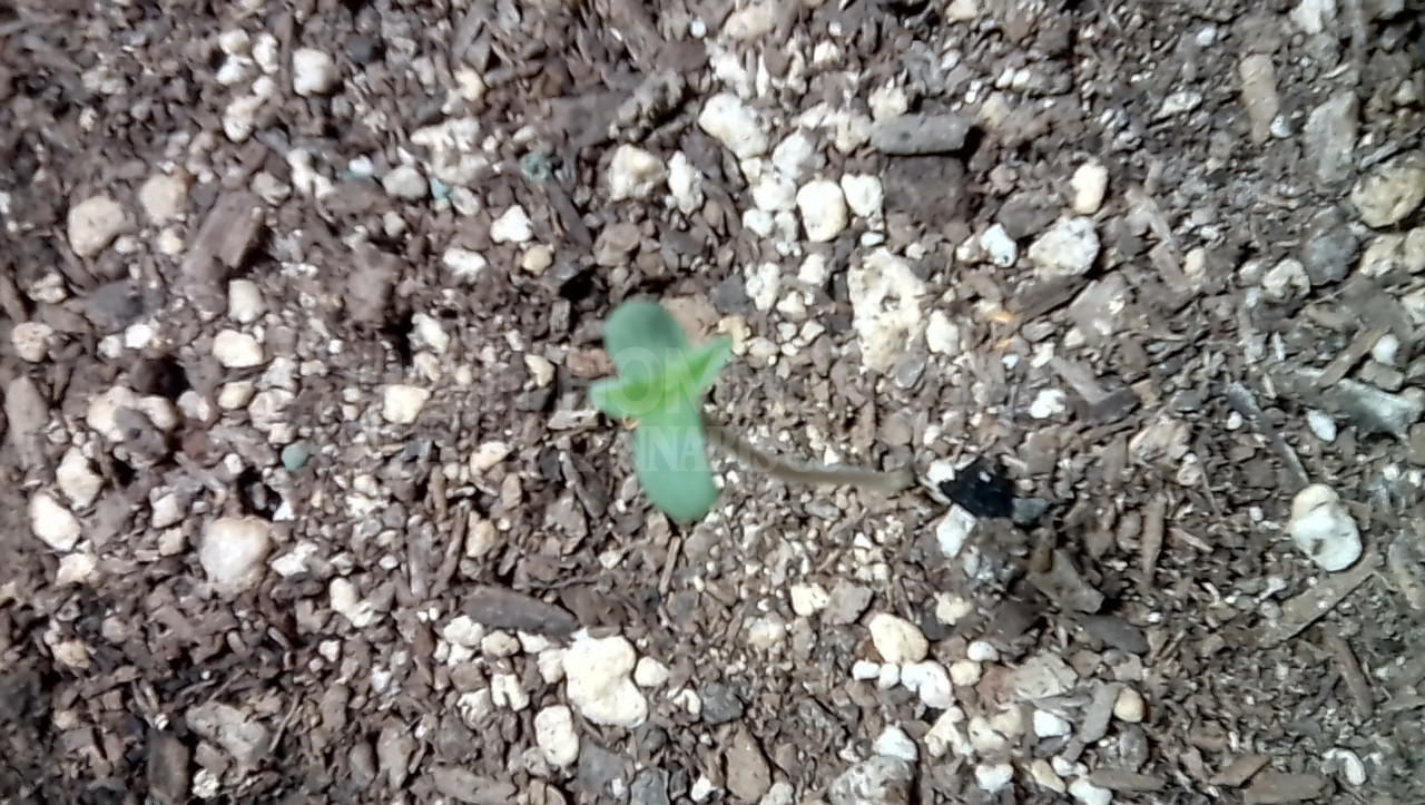 Lowryder Autoflower Cannabis Seeds week 1 grow journal by corneliusc ...