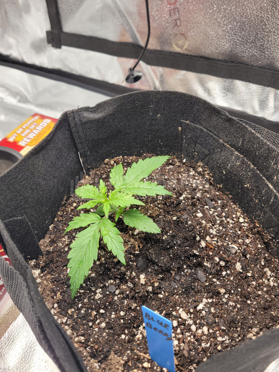 Black Jack Autoflower Cannabis Seeds week 4 grow journal by djp400 ...