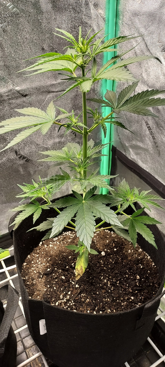 Big Cheese Auto Cannabis Seeds week 5 grow journal by chris-thornton ...