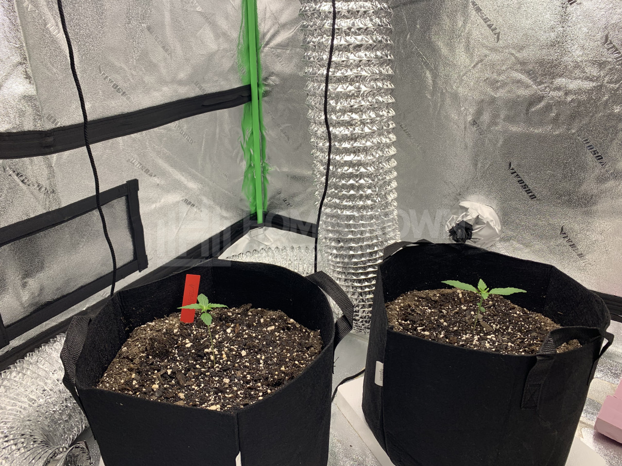 Gelato Autoflower Cannabis Seeds week 2 grow journal by danny-hahn ...