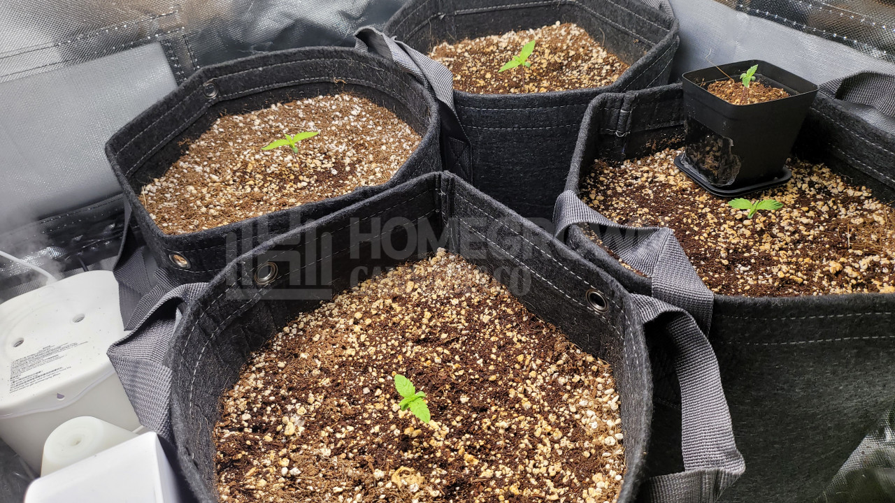 Magnum Autoflower Cannabis Seeds week 2 grow journal by hapy4you ...