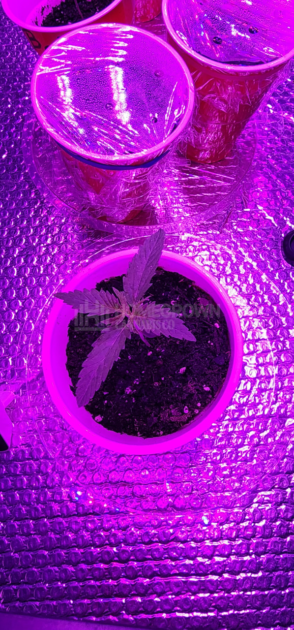 Rainbow Glue Feminized Cannabis Seeds week 2 grow journal by daniel78 ...