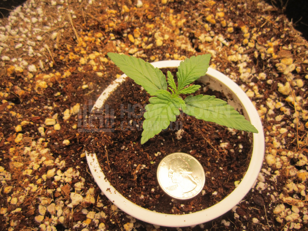 Runtz Autoflower Cannabis Seeds week 3 grow journal by odysseuss ...