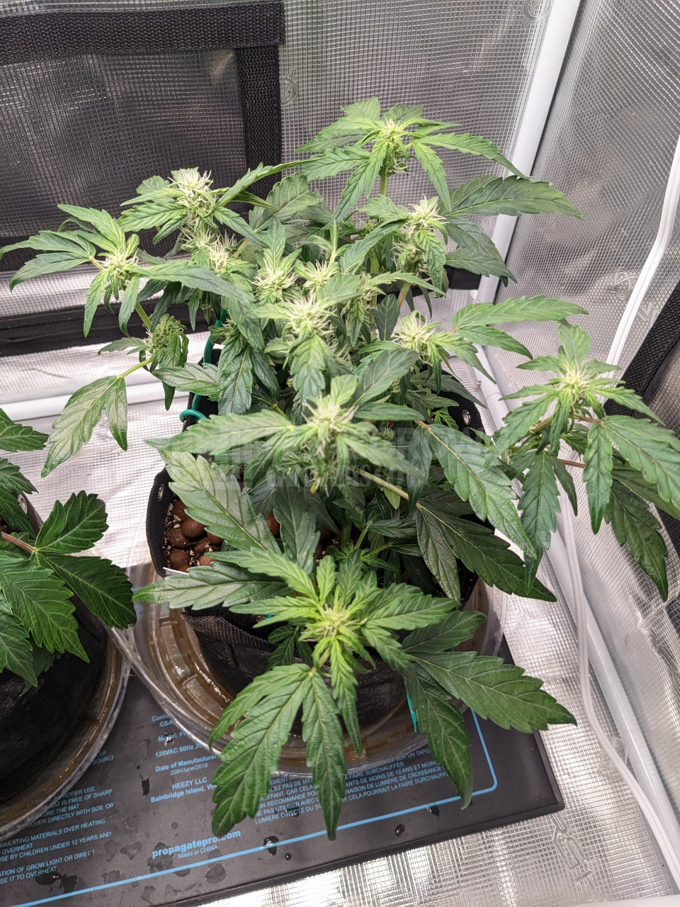 Jack Herer Autoflower Cannabis Seeds week 8 grow journal by ...