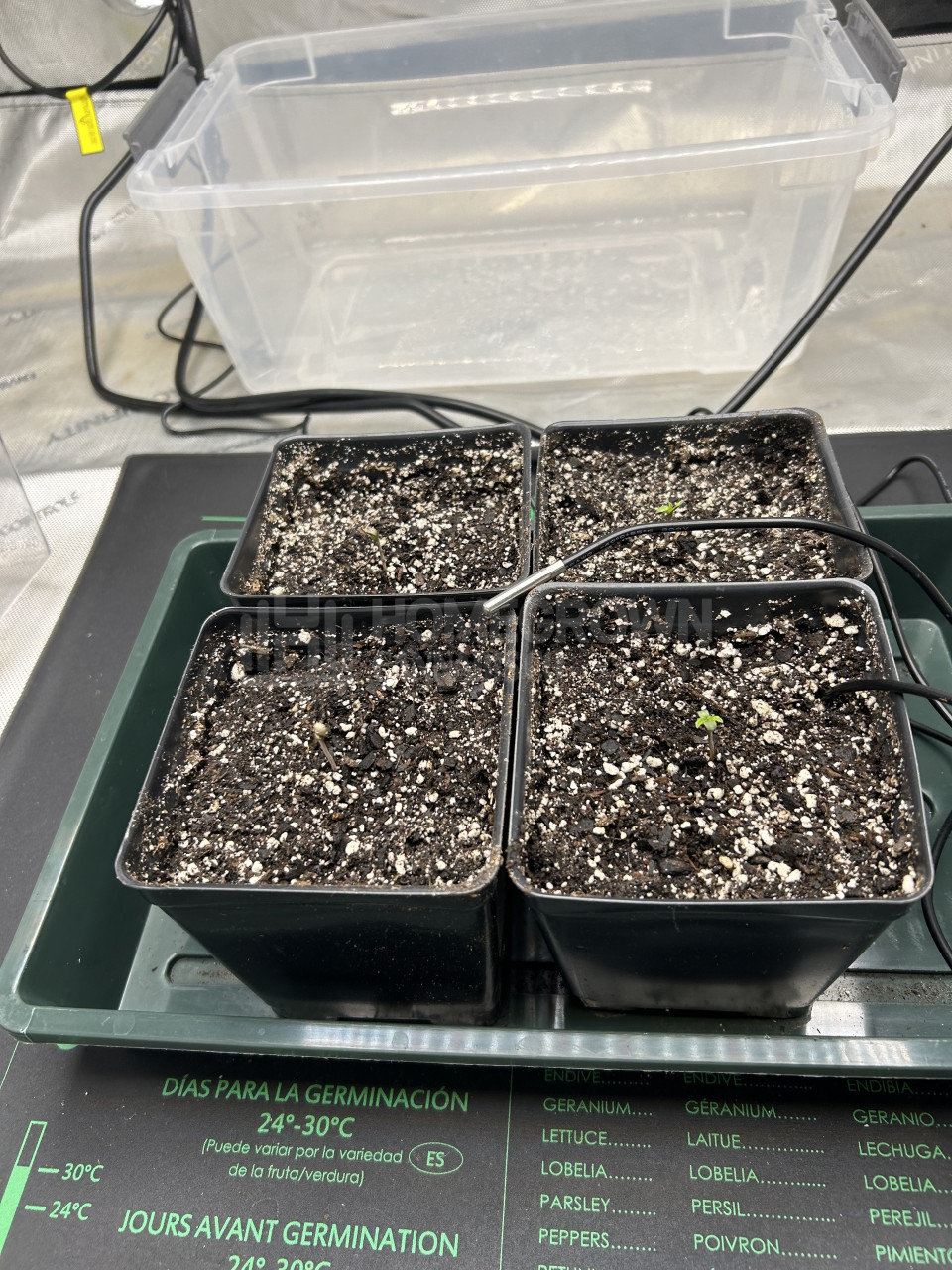 Larry Bird Feminized Cannabis Seeds week 1 grow journal by growdrew42 ...