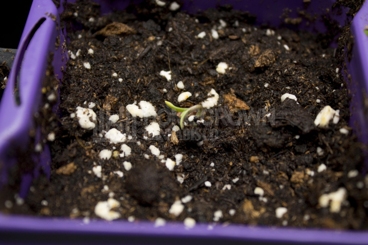 Afghan Autoflower Cannabis Seeds week 1 grow journal by Marc_andre ...