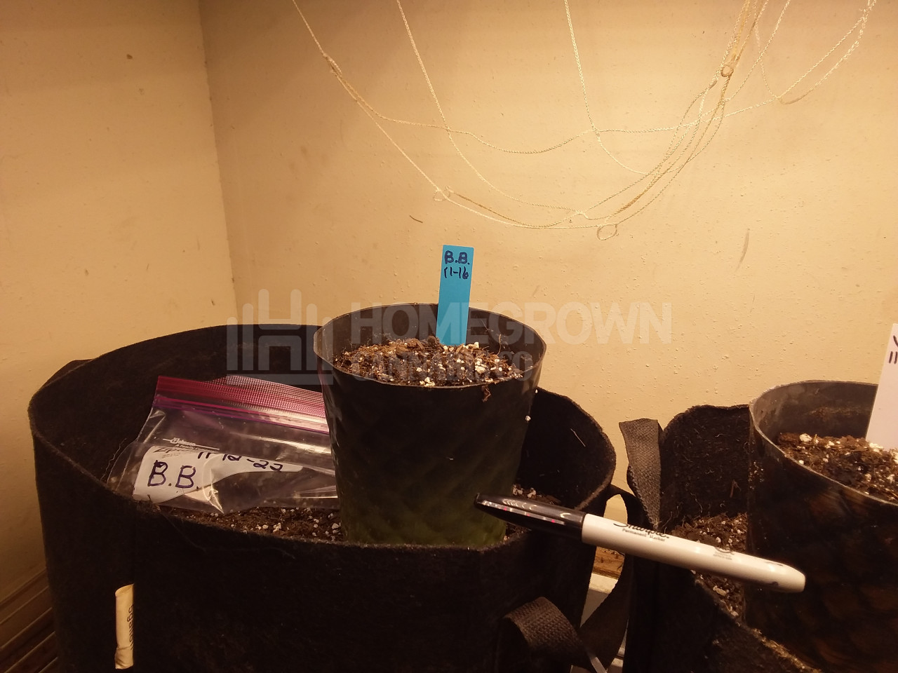 Blueberry Autoflower Cannabis Seeds week 1 grow journal by jpar21 ...