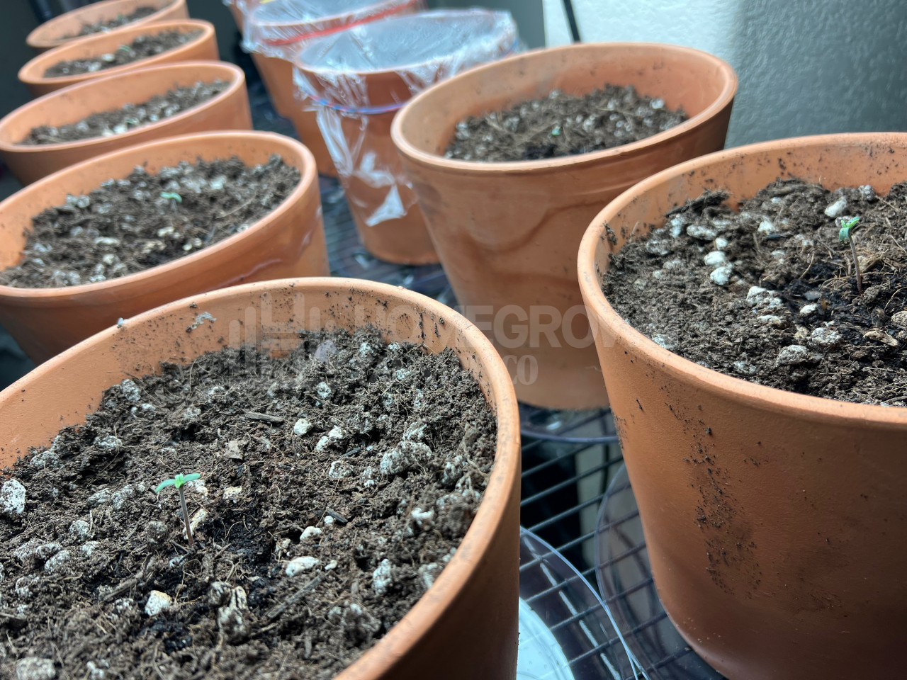 Runtz Autoflower Cannabis Seeds week 1 grow journal by tues - 25y Ago ...